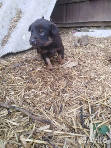 Австралийский келпи пастушок