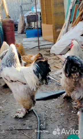 Петух породы Брама