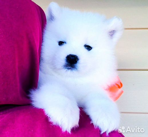 Самоедики - белоснежные мишки (с документами)