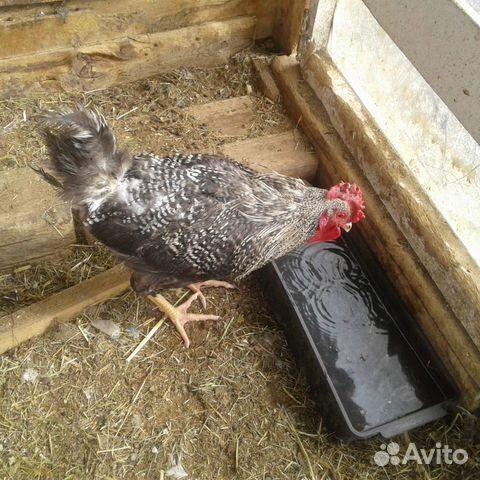 С/х животные, навоз