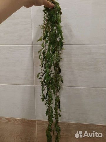 Роголистник акваримное растение