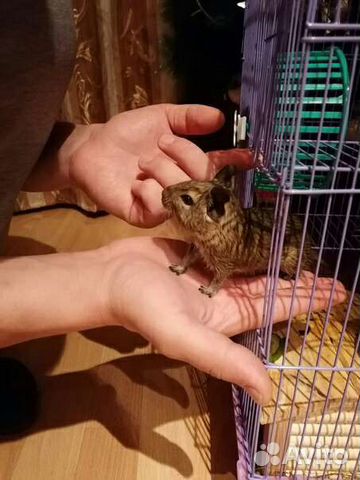 Белка дегу бесплатно