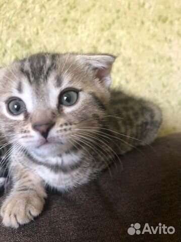 Котенок вислоухий