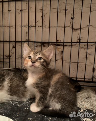 Котята домашние 5 недель