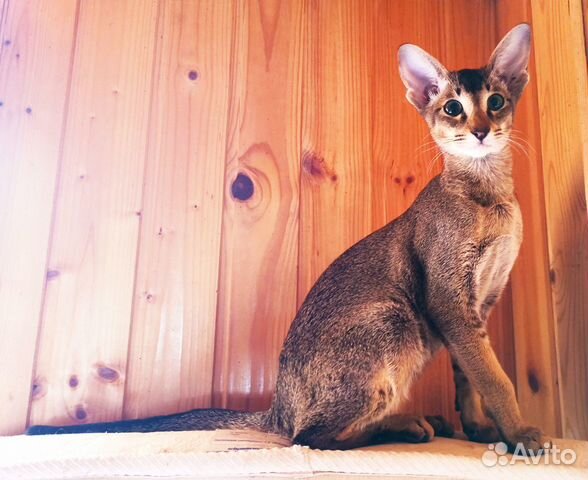 Ориентальная кошка