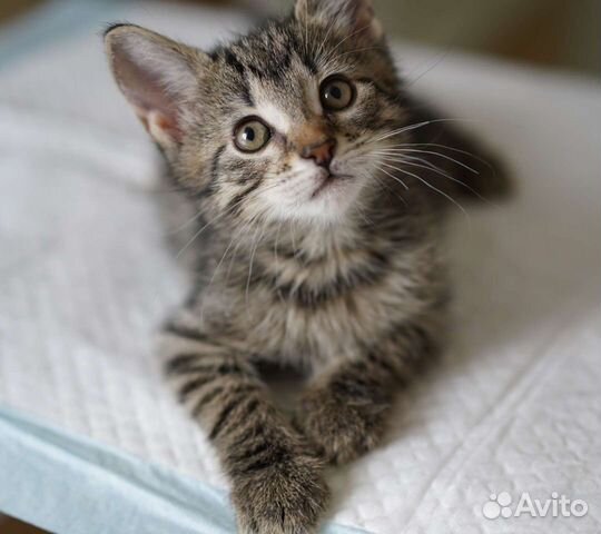 Котята малыши 1,5мес