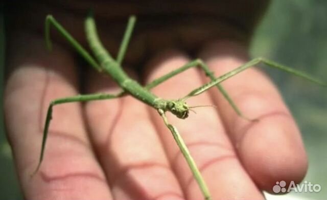 Аннанские палочники