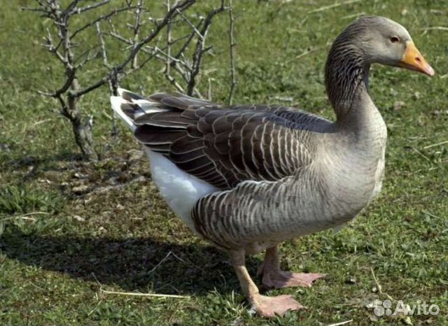 Гусь серый великан