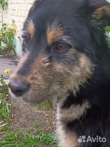 Веста ищет дом и любящую семью