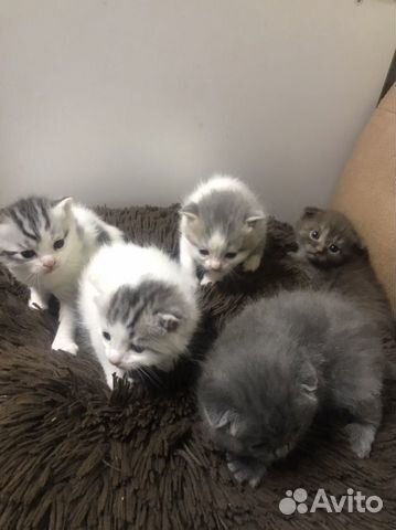 Шотландские вислоухие котята
