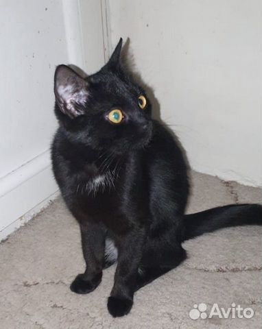 Котенок подросток Багира 5,5 месяца в добрые руки