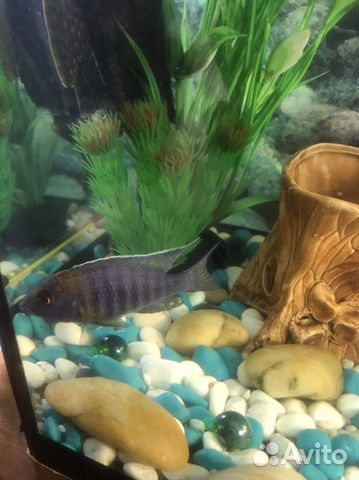 Малавийская цыхлида