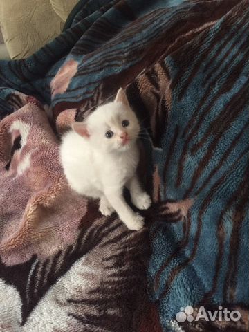 Котенок в добрые руки