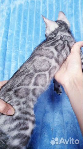 Бенгальские котята редких и классического окраса