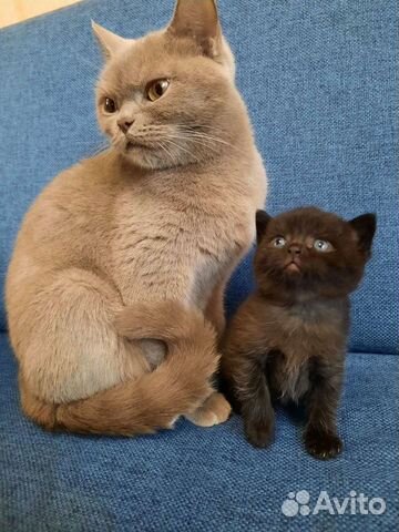 Британский котенок