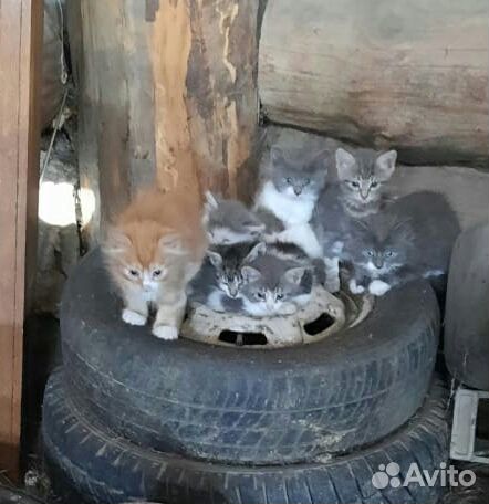 Котята в сарае