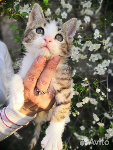 Котенок в добрые руки