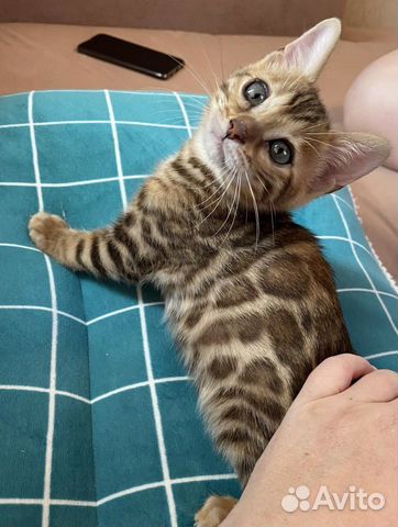 Бенгалы бенгальсикие котята