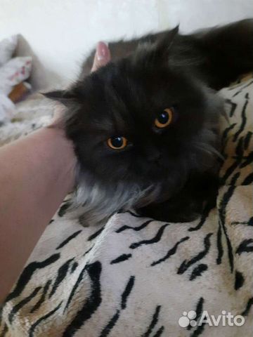 Кошка