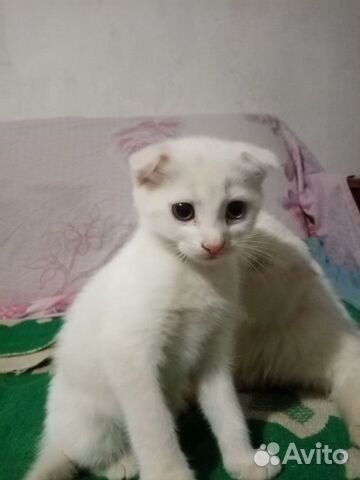 Шотландский вислоухий котенок (скоттиш-фолд)