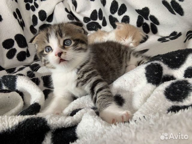 Шотландский котенок