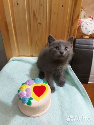 Котята в добрые руки бесплатно