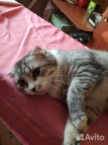 Кошки вислоухие