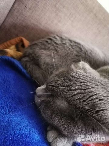 Британский кот