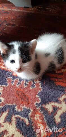 Кошка в дар