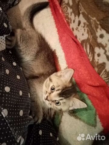 2 котика в дар