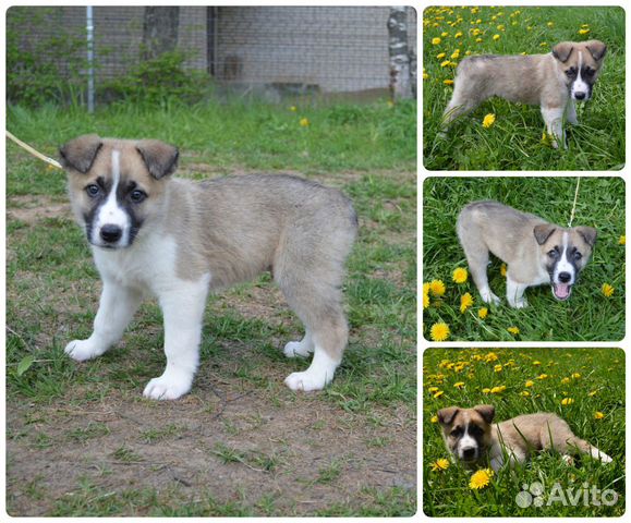 Щенок-бобтейл в дар, в добрые руки