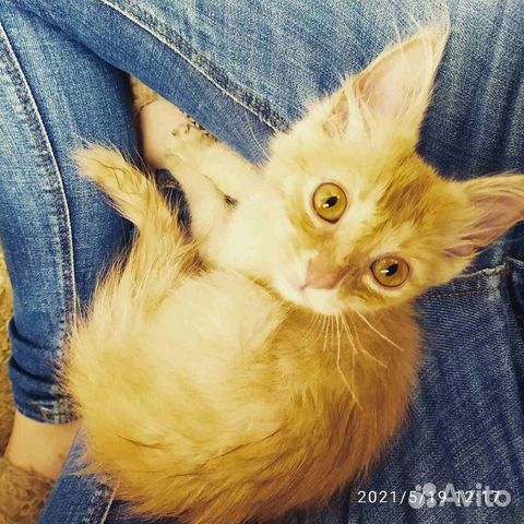 Солнечно рыжик котенок ищет заботливых хозяев