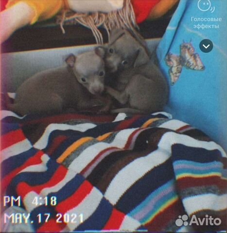 Мини той-терьер щенки