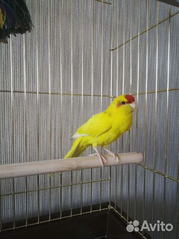 Попугай кокарик с клеткой