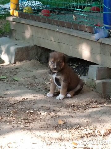 Милейшие карапузы в дар