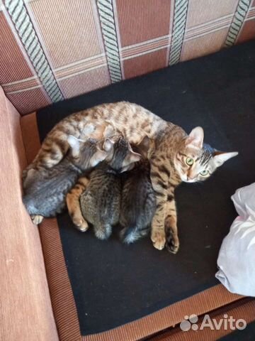 Бенгальская кошка бесплатно