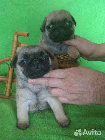 Породные щенки мопса