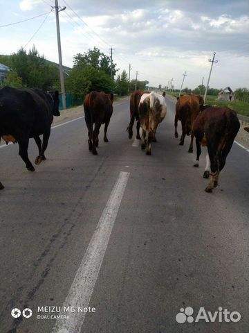 Коровы дойные молочные и на мясо
