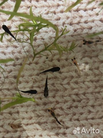 Мальки моллинезии