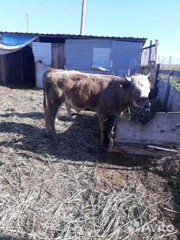 Бычки на откорм