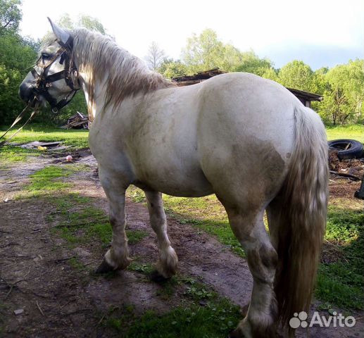 Продаю жеребца