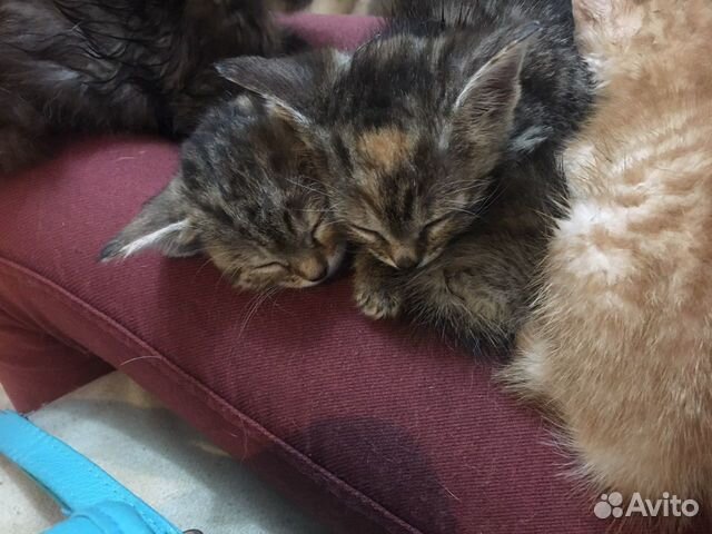 Котята