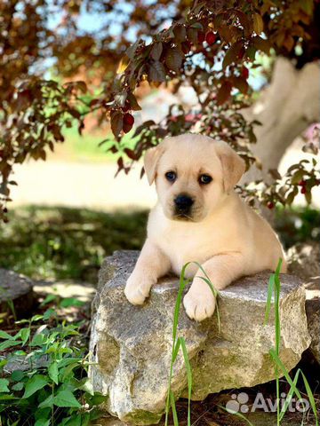 Милые крохи