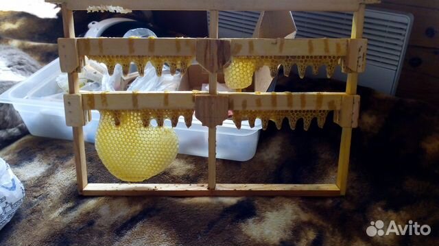 Матки пчелиные (Карпатка) этого года