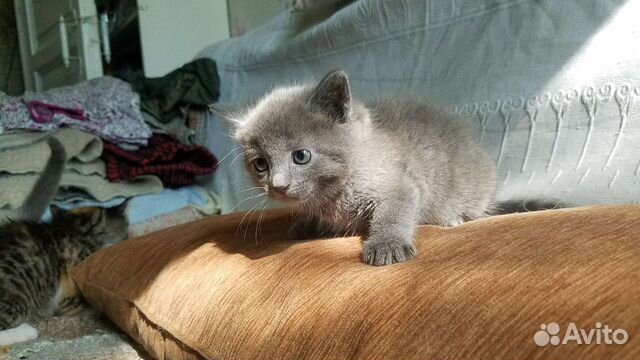 Кошечка 1 мес