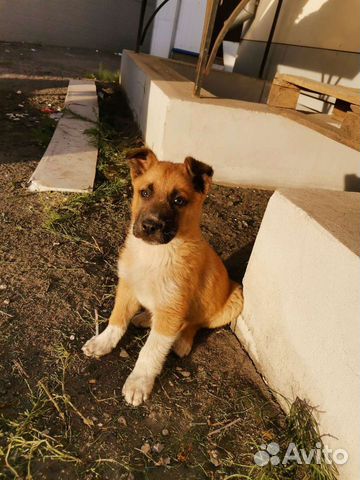 Щенок-мальчик и его брат ищут дом