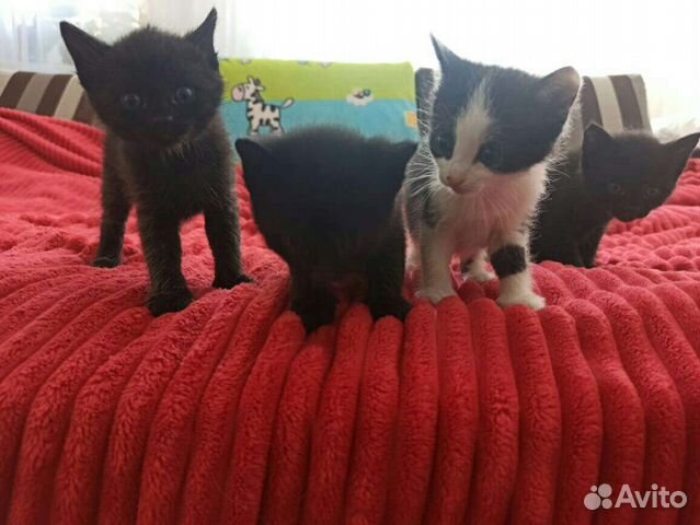 Котята заботливым хозяевам