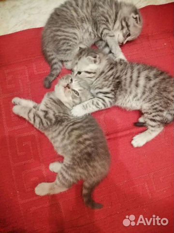 Кошки