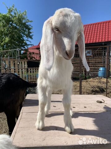 Продам козла битала