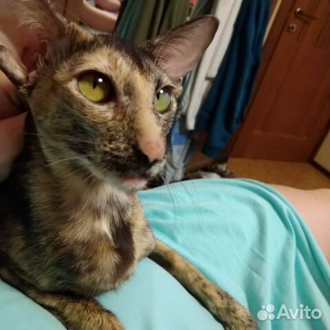 Шоколадная черепашка